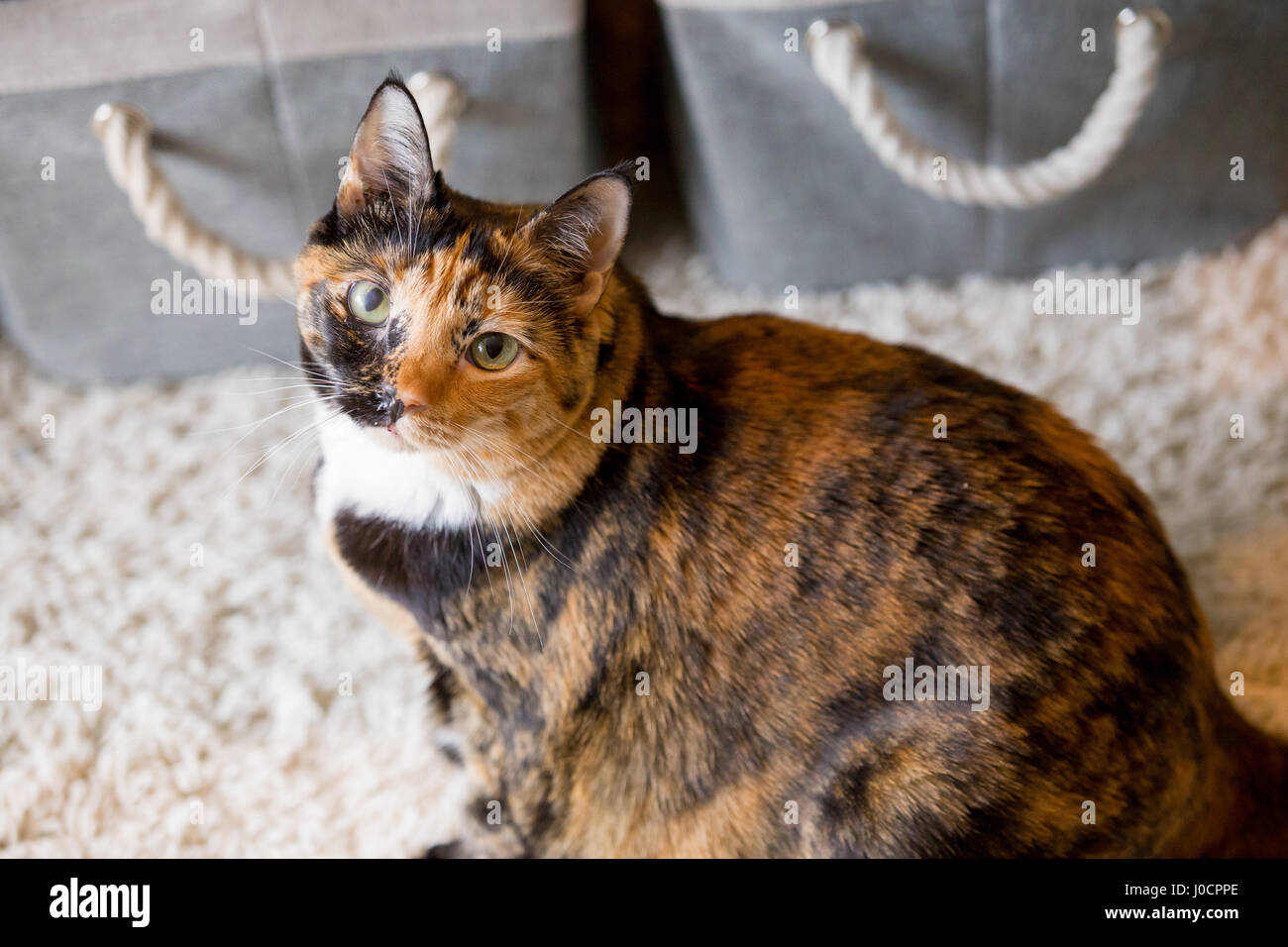 Katze haustiere -Fotos und -Bildmaterial in hoher Auflösung – Alamy