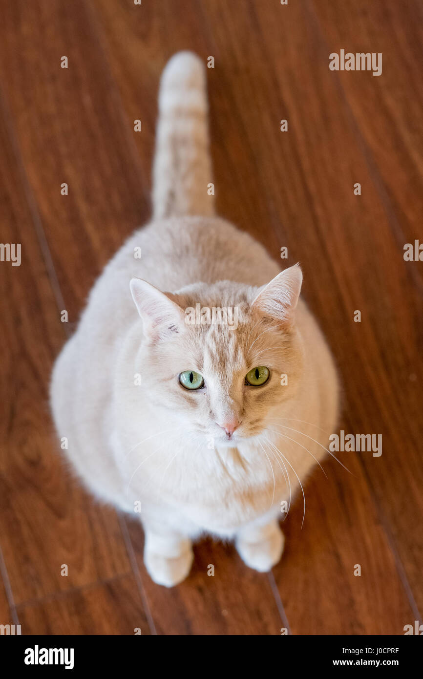 Katzen katze hauskatze -Fotos und -Bildmaterial in hoher Auflösung – Alamy