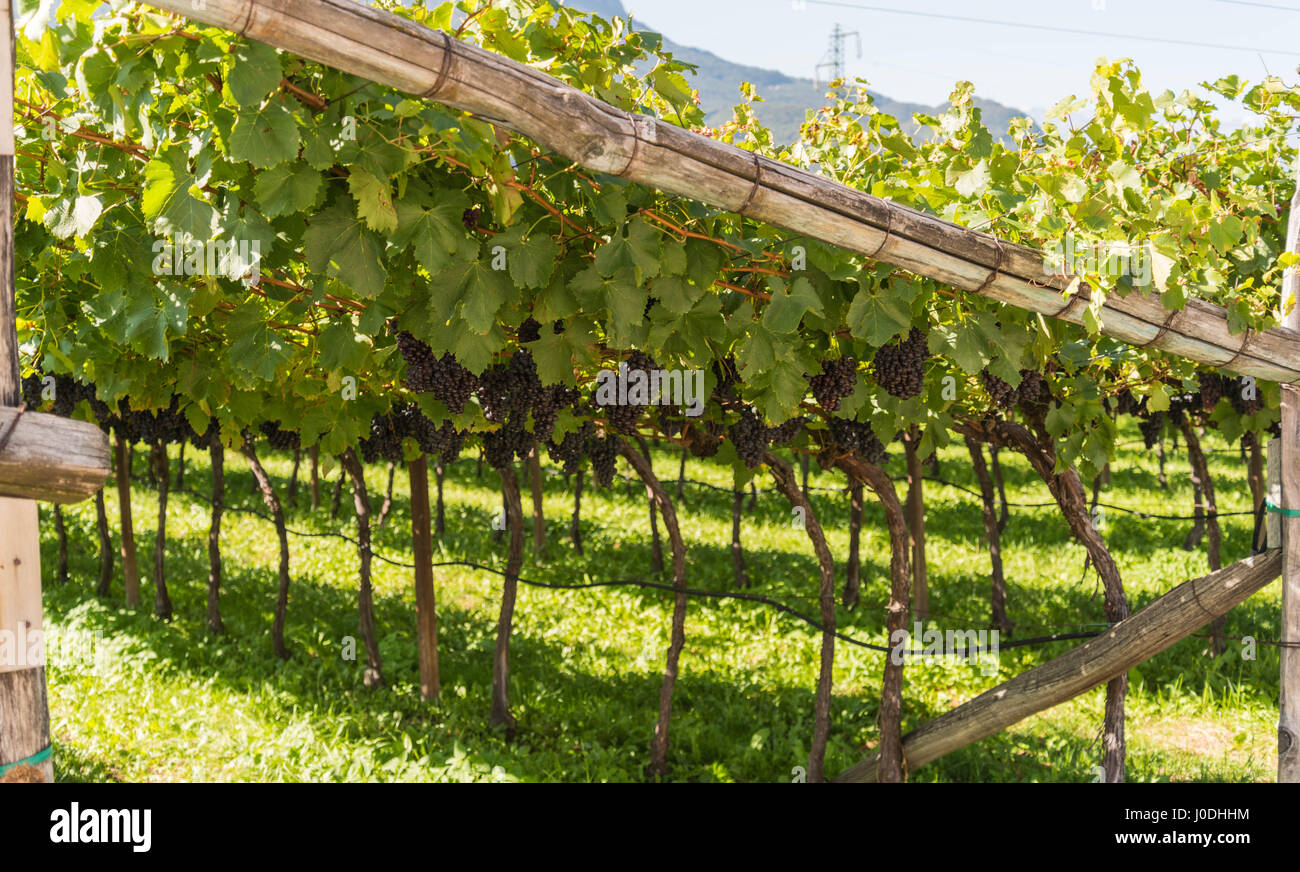 Trebbiano traube -Fotos und -Bildmaterial in hoher Auflösung – Alamy
