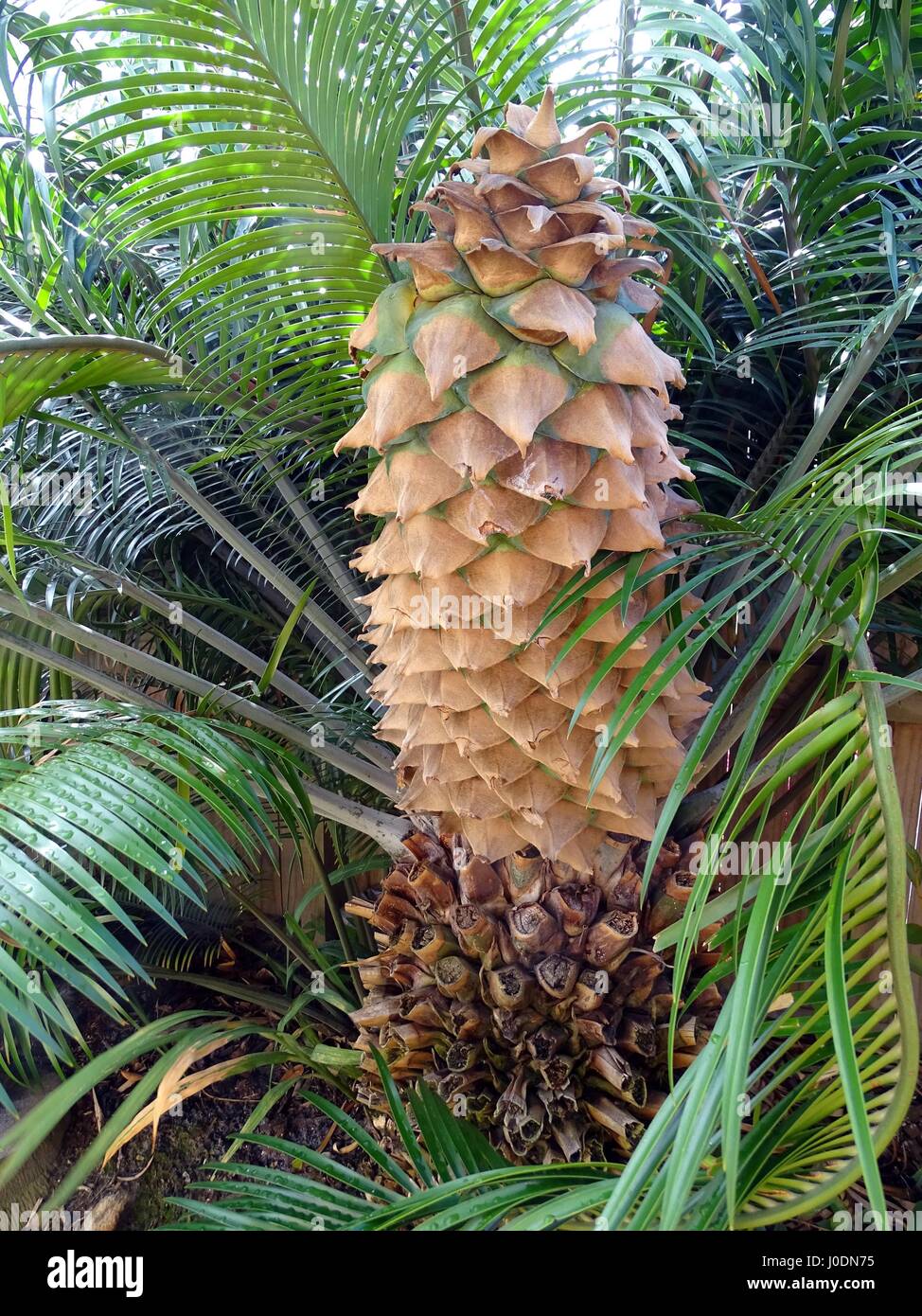 Cycad arten -Fotos und -Bildmaterial in hoher Auflösung – Alamy