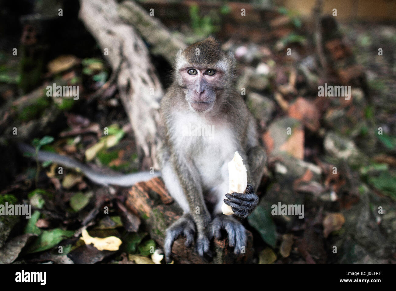 Affe, Der Eine Banane Isst Stockfotos und -bilder Kaufen - Alamy