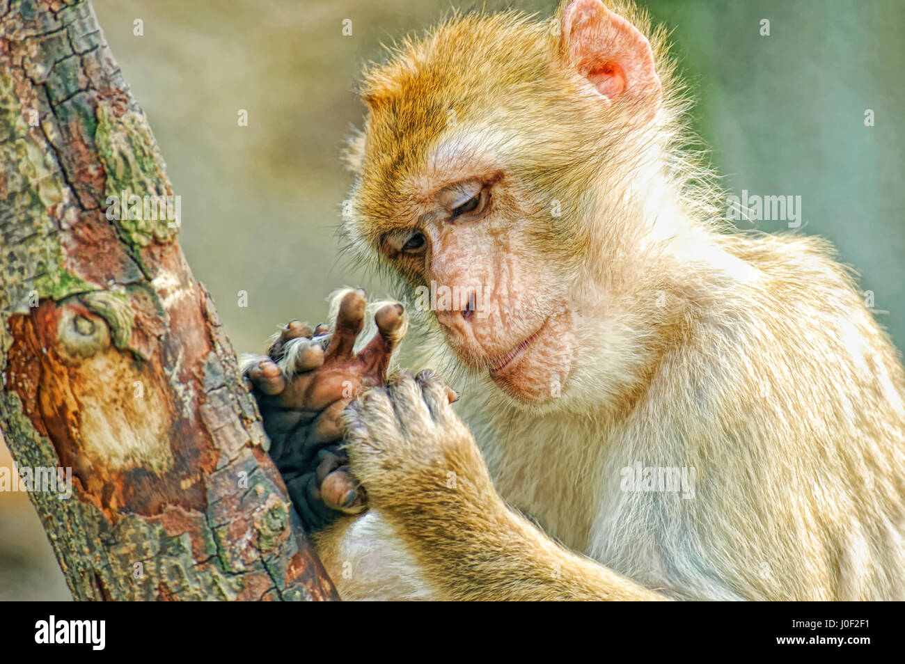 Makaken finger -Fotos und -Bildmaterial in hoher Auflösung – Alamy