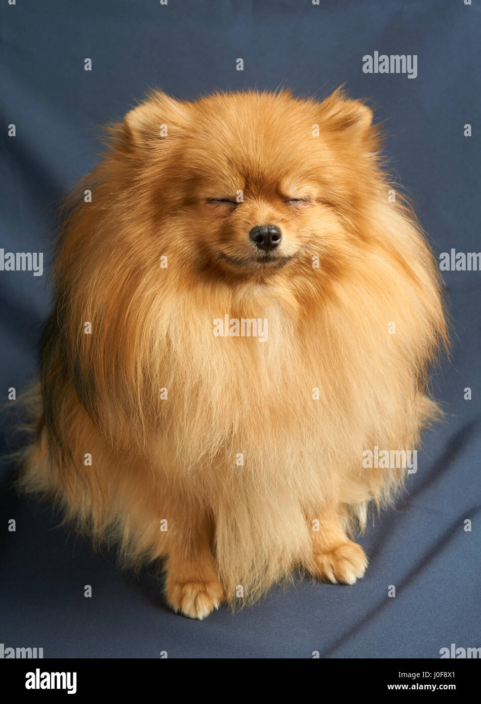 Miniature german spitz -Fotos und -Bildmaterial in hoher Auflösung – Alamy