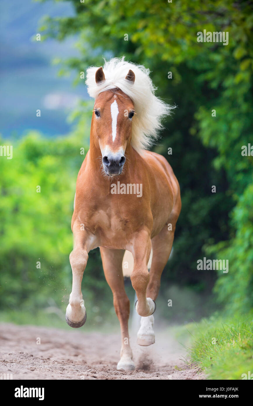 Haflinger Pferd. Hengst in einer Koppel galoppieren. Süd-Tirol, Italien ...