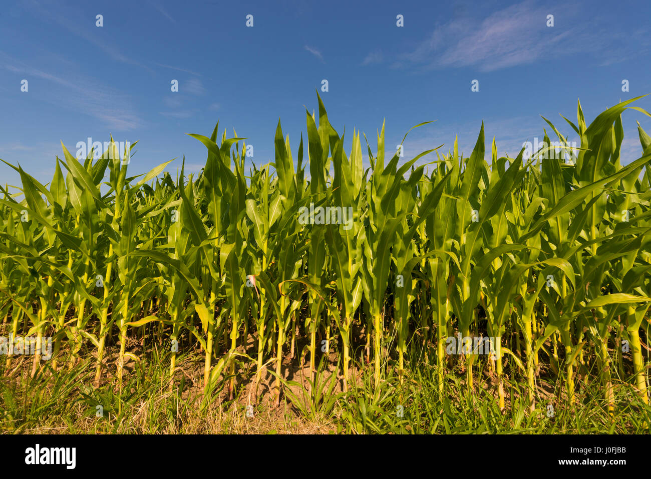 Mais-Feld vor der Harvest Baden-Württemberg, Deutschland ...