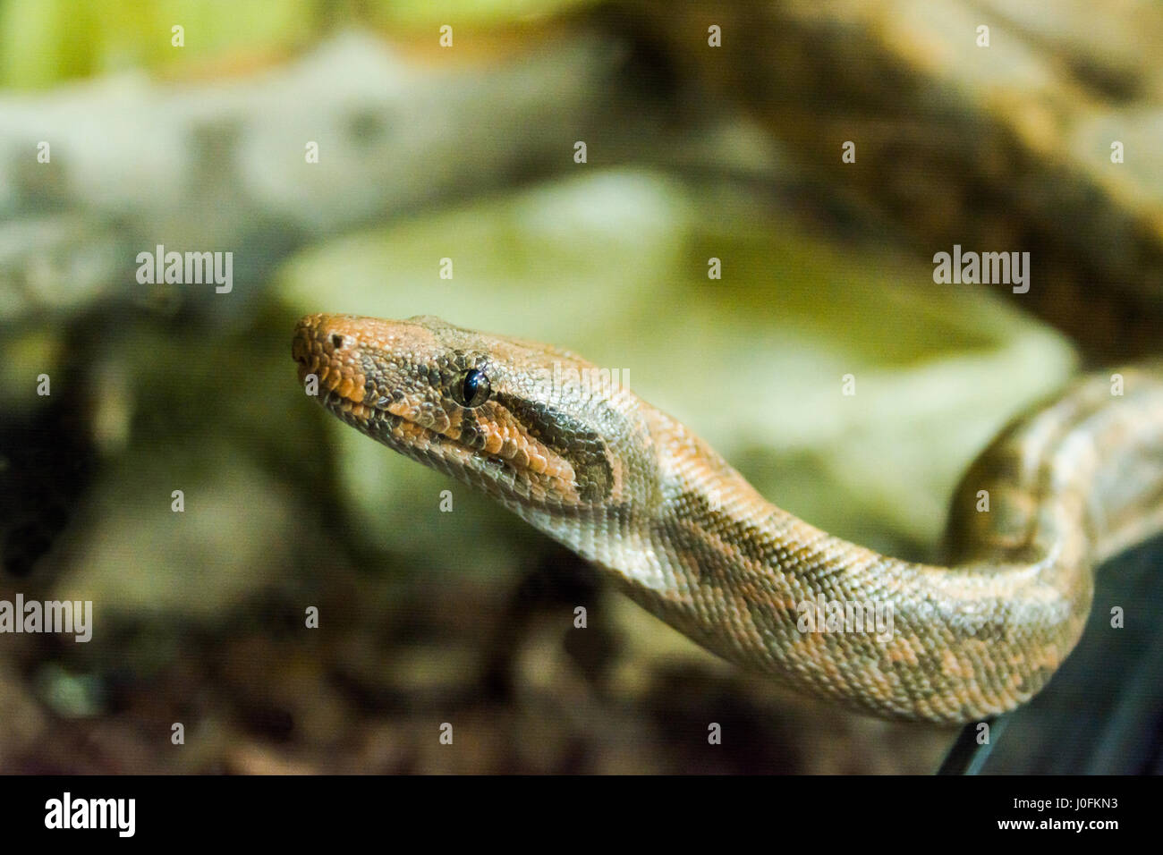 Antaresia maculosa -Fotos und -Bildmaterial in hoher Auflösung – Alamy