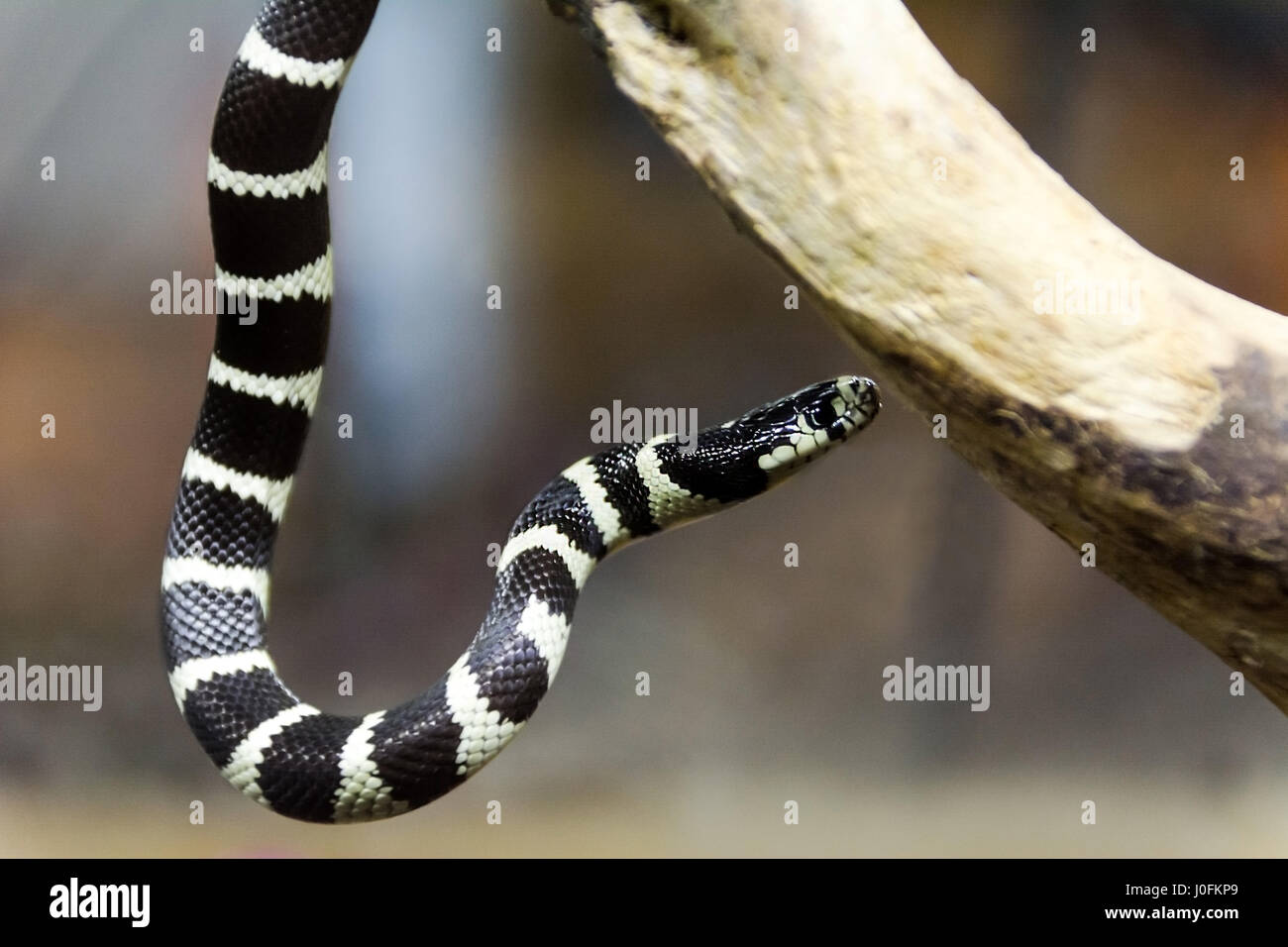 King snake -Fotos und -Bildmaterial in hoher Auflösung – Alamy