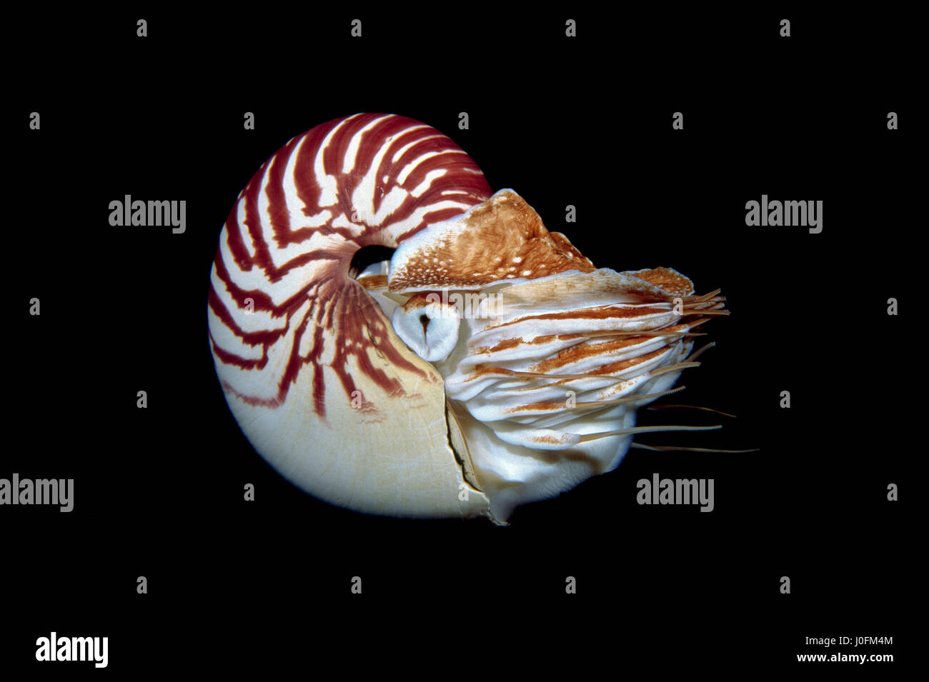 Nautilus pompilus -Fotos und -Bildmaterial in hoher Auflösung – Alamy
