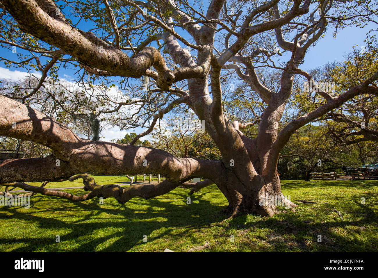 Gumbo Limbo Stockfotos und -bilder Kaufen - Alamy