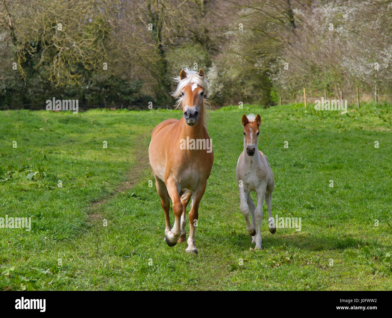 Haflinger Stute und Fohlen laufen auf Wiese Stockfotografie - Alamy