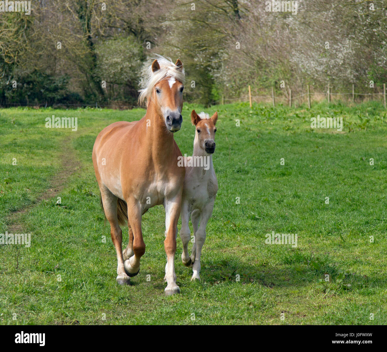 Haflinger Stute und Fohlen laufen auf Wiese Stockfotografie - Alamy