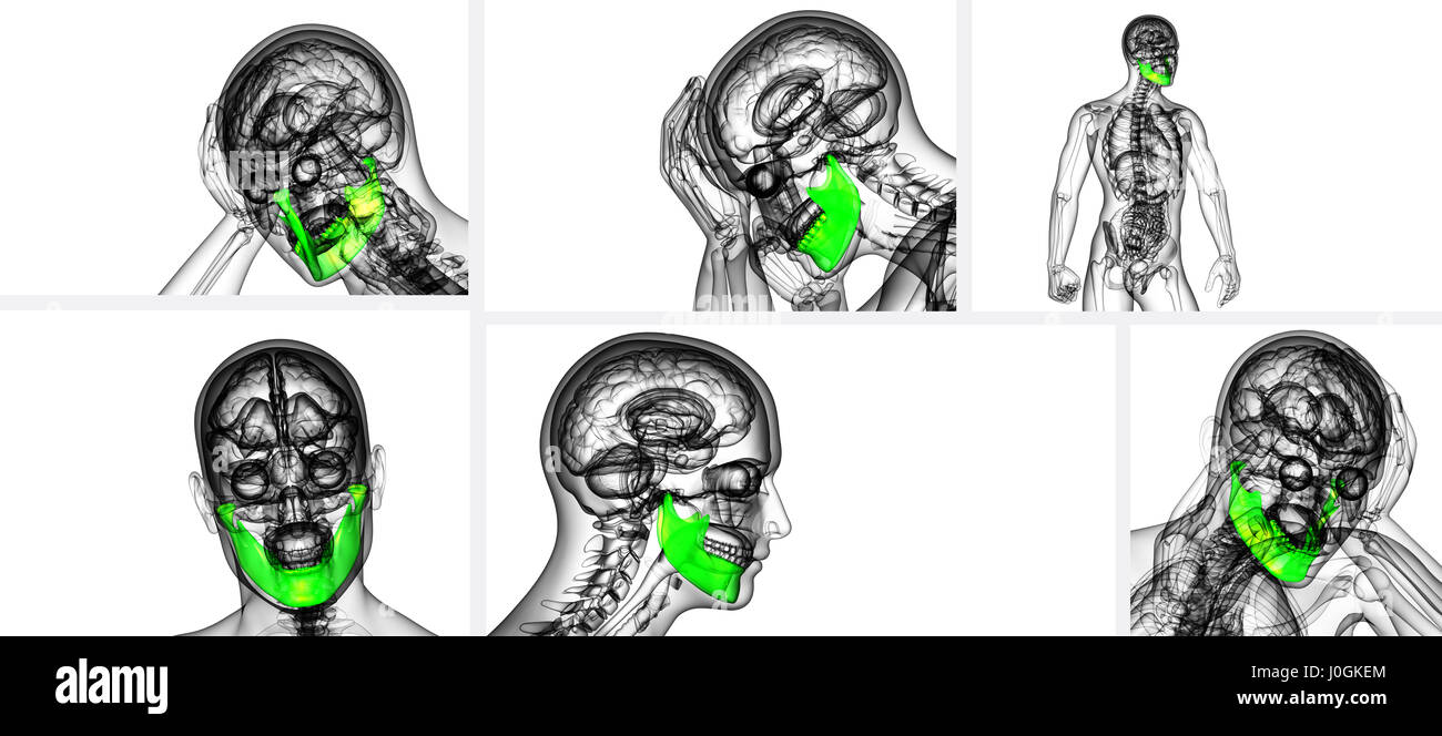Anatomie der zahnphysiologie -Fotos und -Bildmaterial in hoher ...