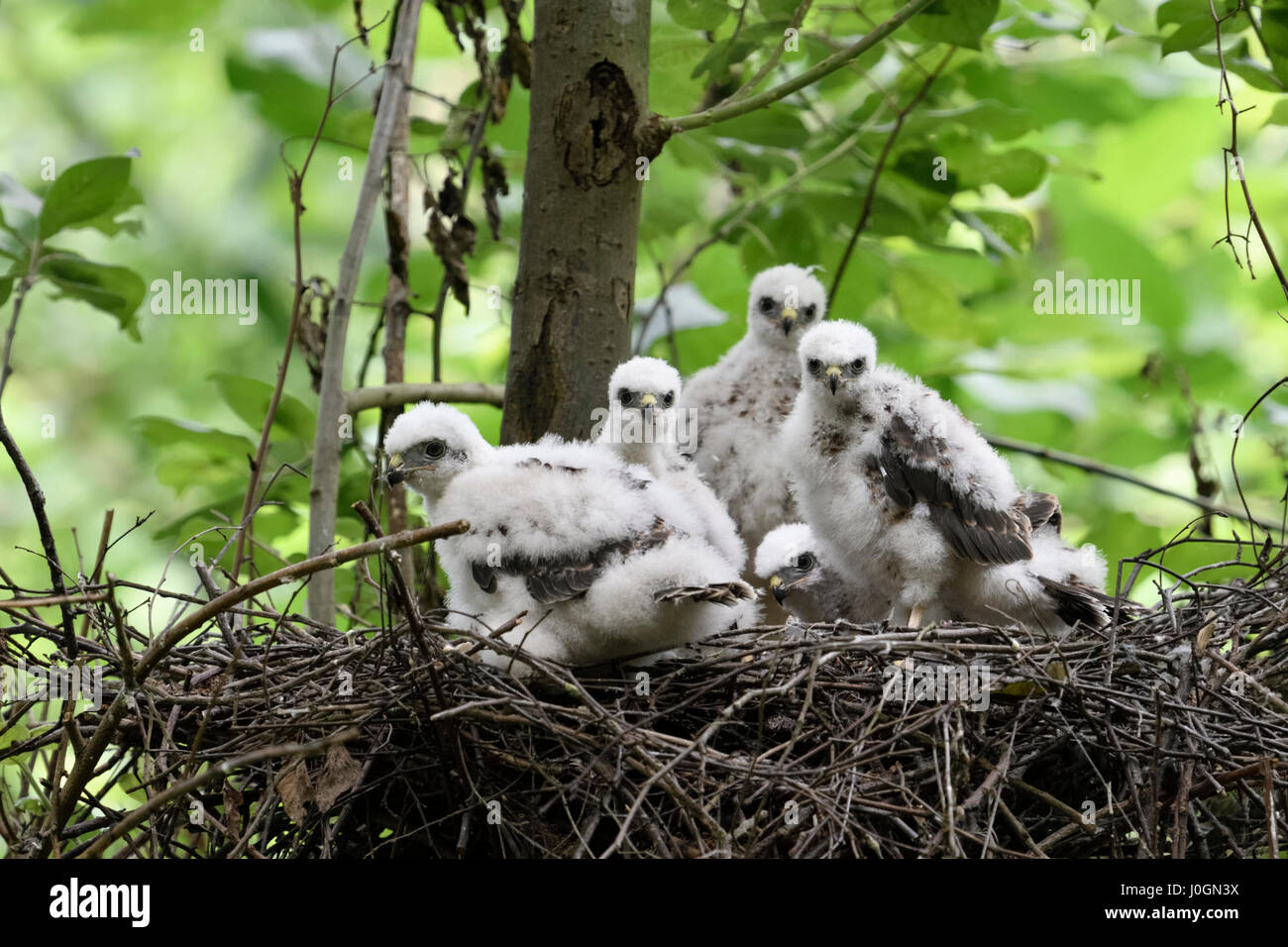 Hoffnungsvoller blick -Fotos und -Bildmaterial in hoher Auflösung – Alamy