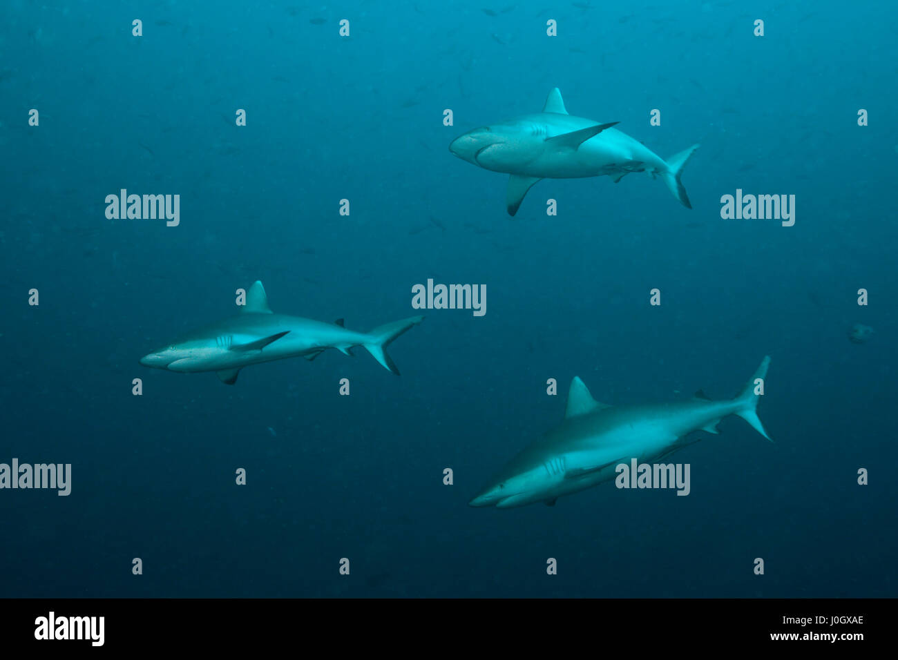 Graue Riffhaie, Carcharhinus Amblyrhynchos, Süd Male Atoll, Malediven ...