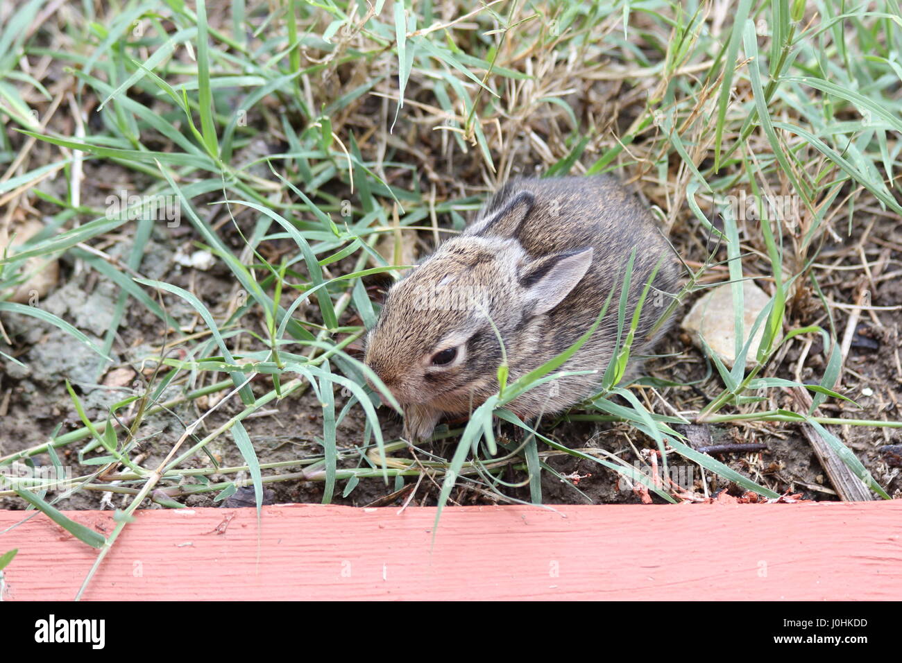 Babyhase im gras -Fotos und -Bildmaterial in hoher Auflösung – Alamy