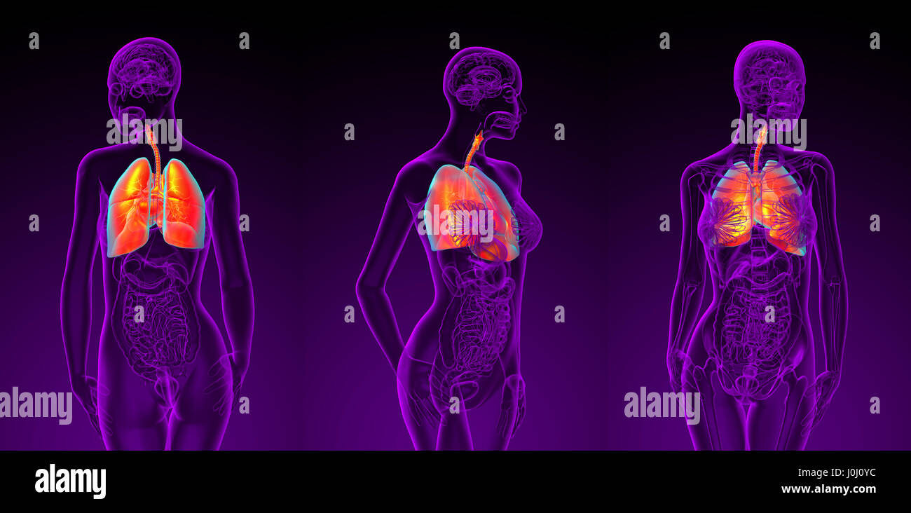 Female respiratory system -Fotos und -Bildmaterial in hoher Auflösung ...