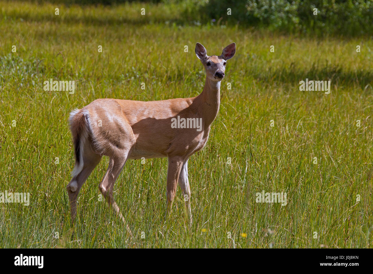 Whitetail Deer / weiß - angebundene Rotwild (Odocoileus Virginianus ...