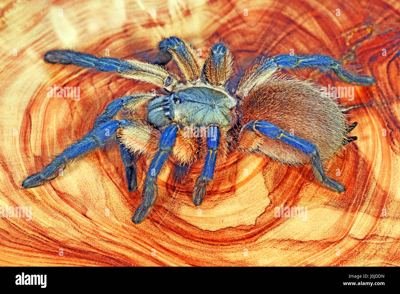 Socotra island blue baboon -Fotos und -Bildmaterial in hoher Auflösung ...