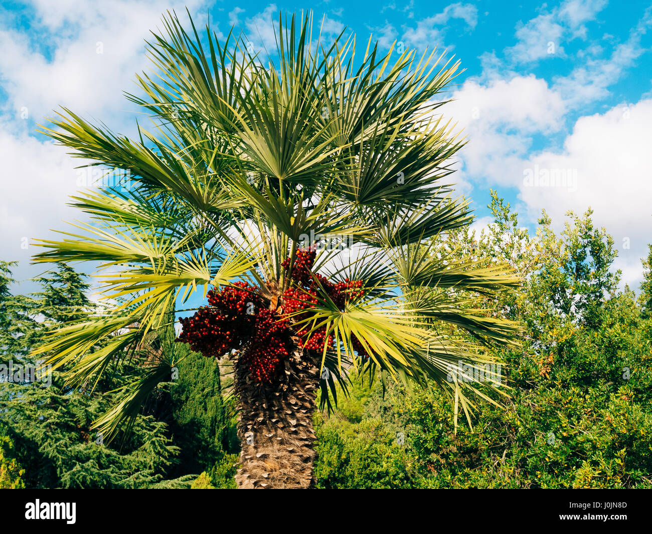 Dattelpalme in Montenegro. Obst auf die Palme Stockfotografie - Alamy