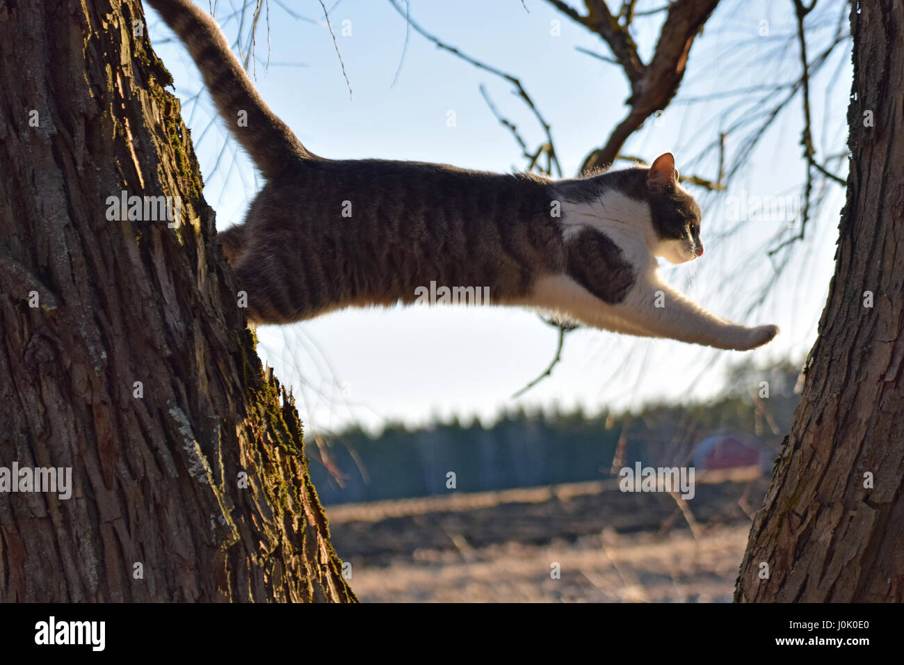 Katze springen -Fotos und -Bildmaterial in hoher Auflösung – Alamy