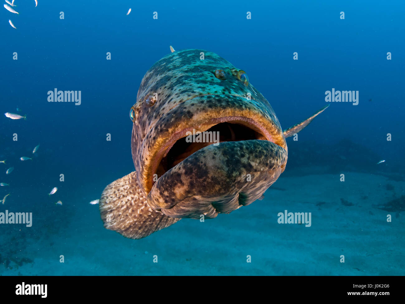 Atlantic Goliath Grouper Stockfotos und -bilder Kaufen - Alamy