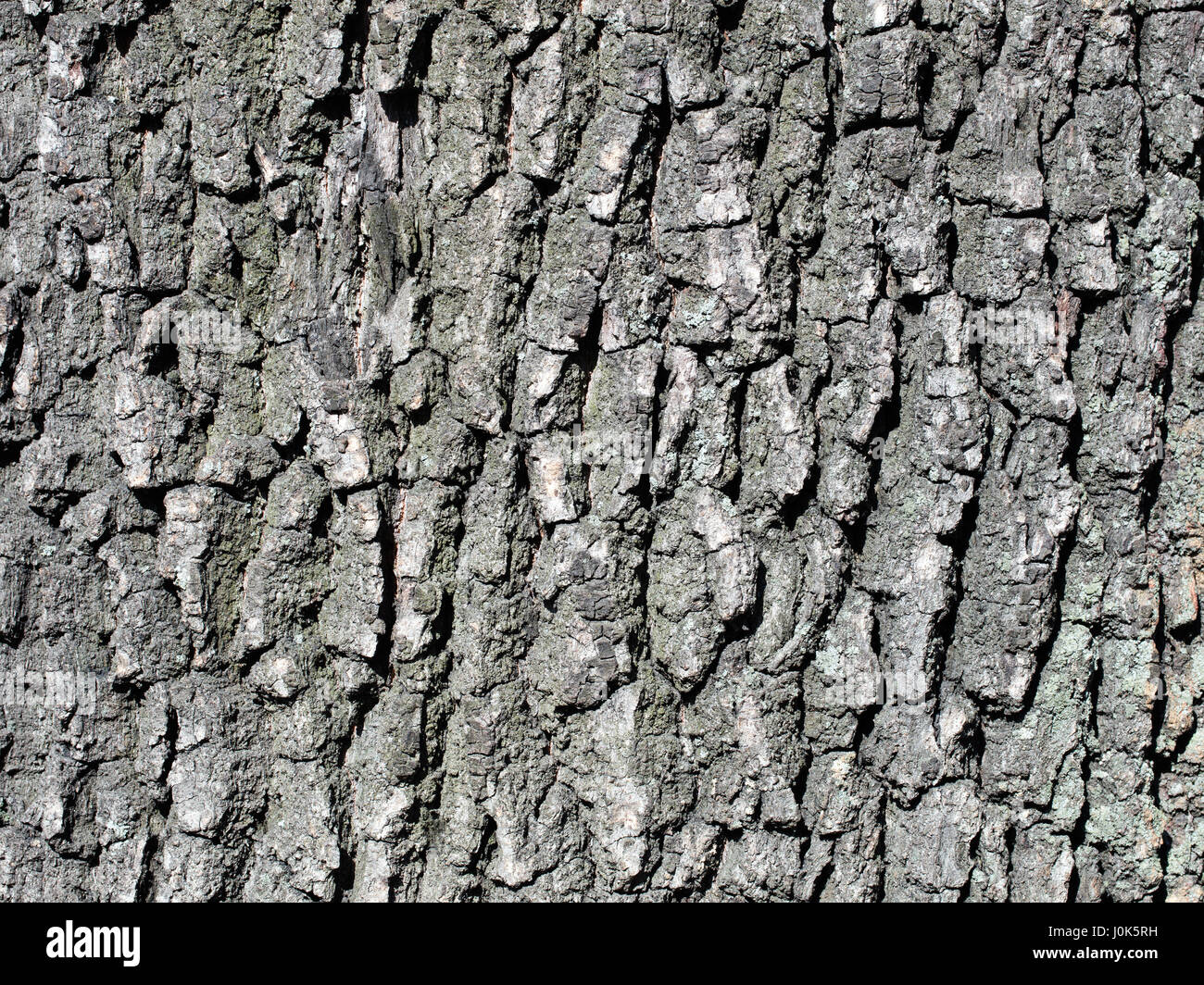 Eichen Rinde Stockfotos und -bilder Kaufen - Alamy