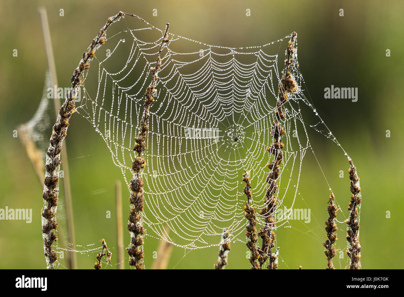 Spider Webs Stockfotos und -bilder Kaufen - Alamy