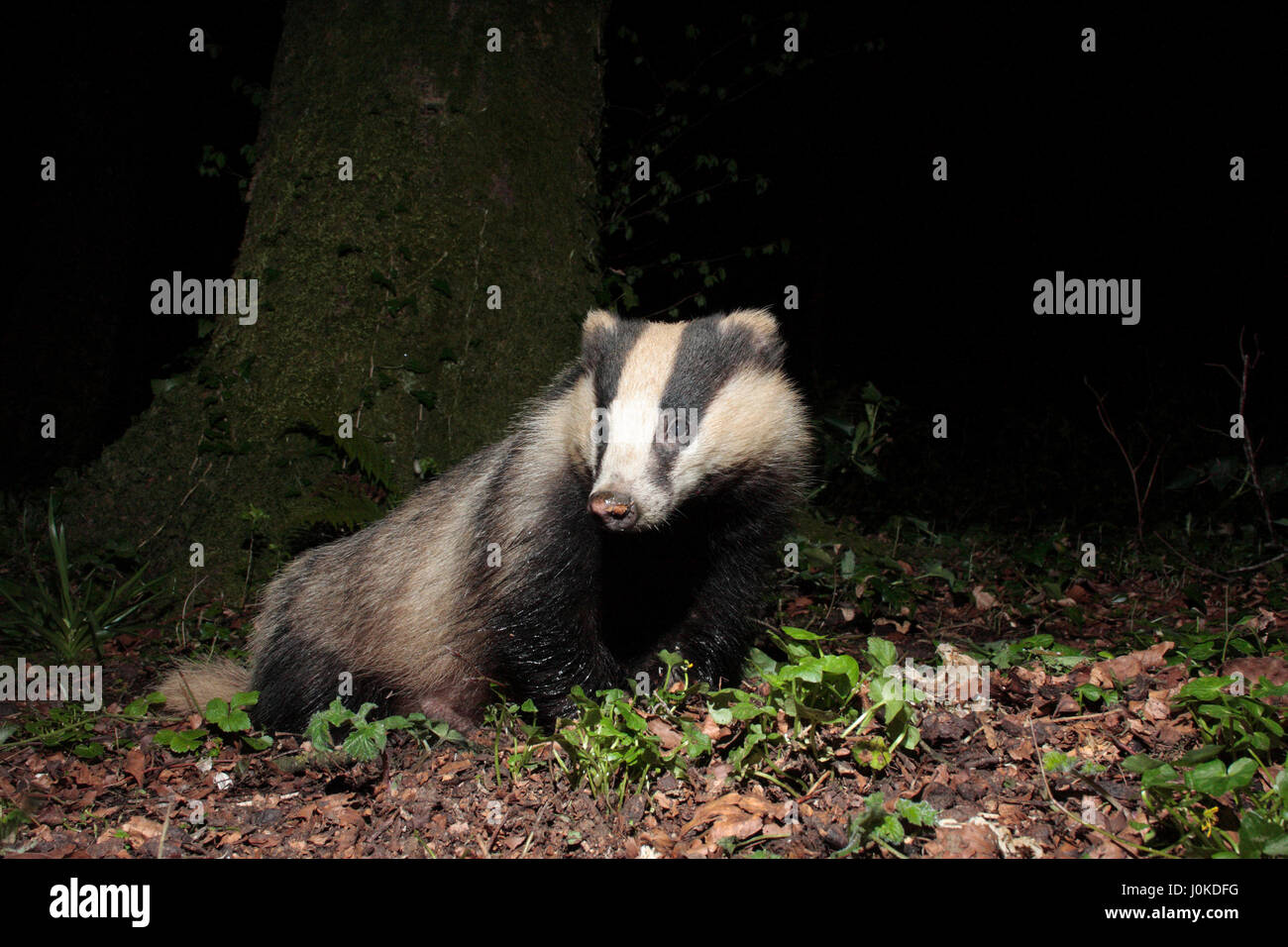 Dachs spur -Fotos und -Bildmaterial in hoher Auflösung – Alamy