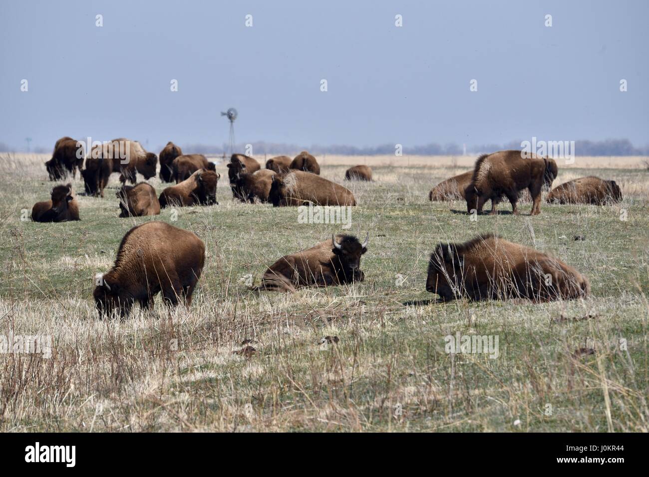 Herde der amerikanische Bison oder Büffel, in der Prärie in die Platte ...