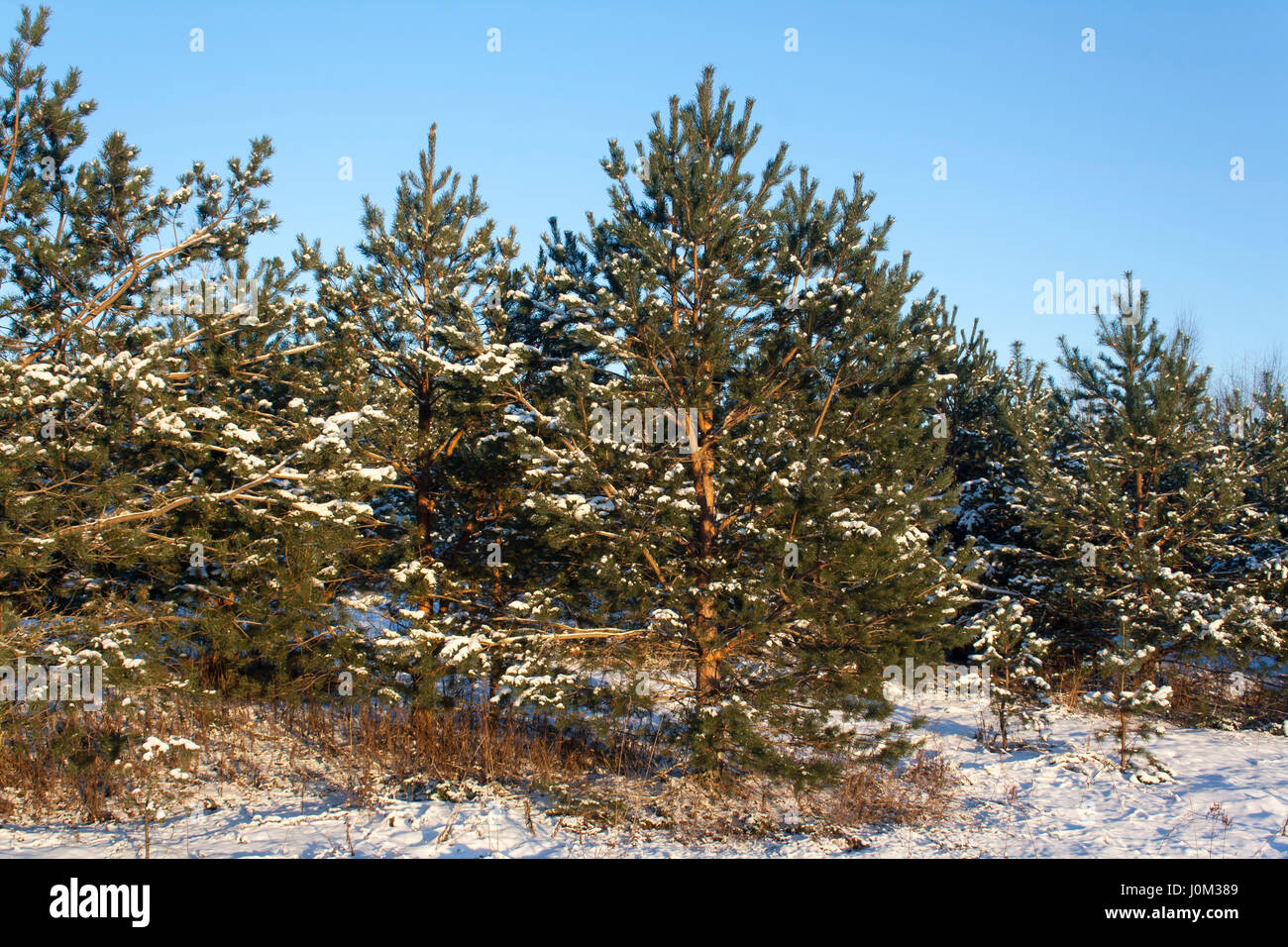 Nadelwald winter -Fotos und -Bildmaterial in hoher Auflösung – Alamy