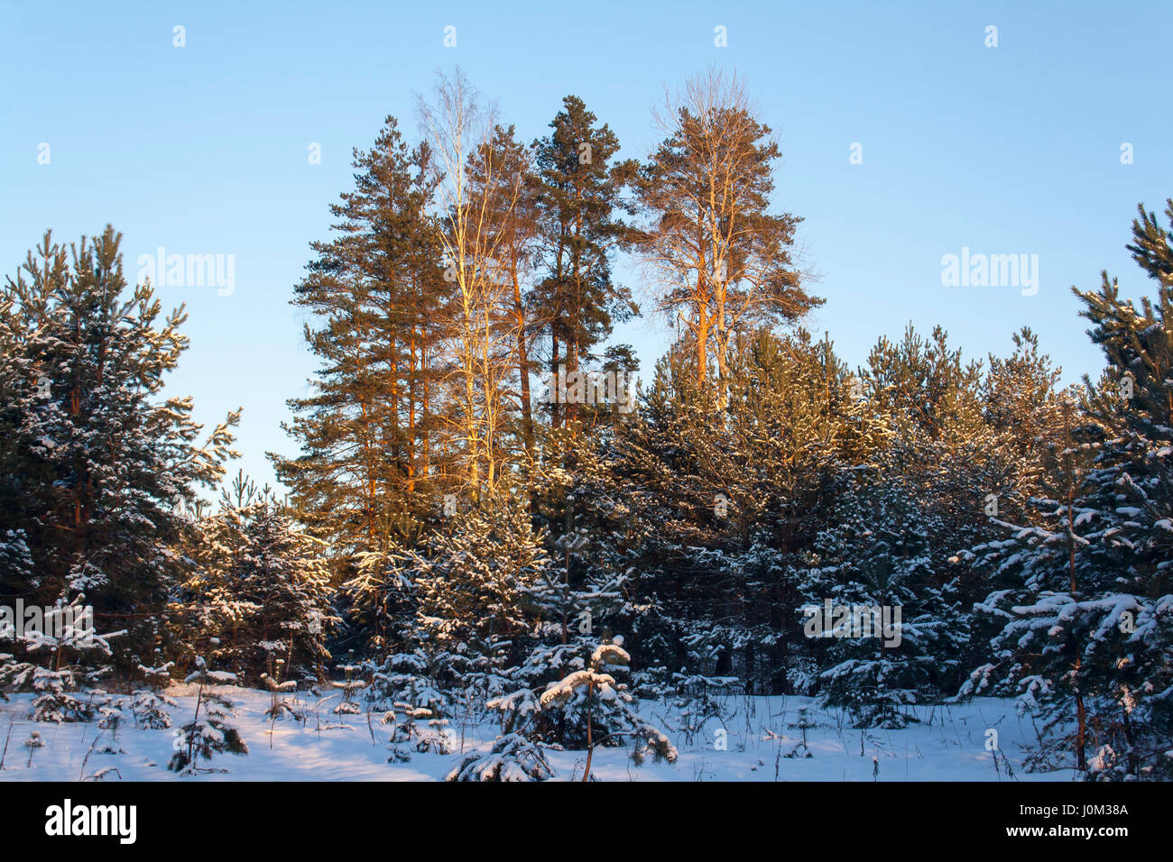 Nadelwald winter -Fotos und -Bildmaterial in hoher Auflösung – Alamy