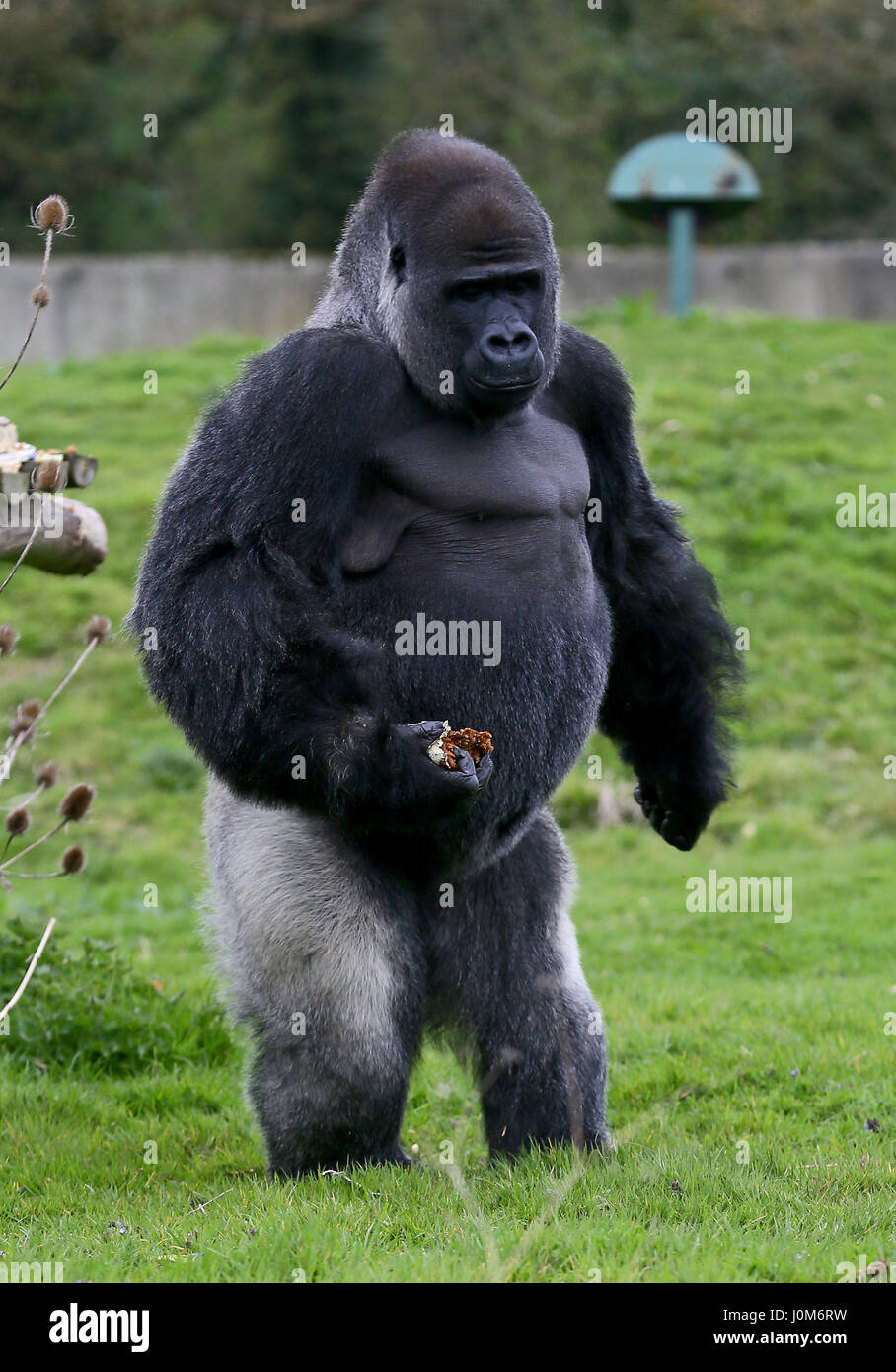 Gorillas Leanbh Ag Imirt