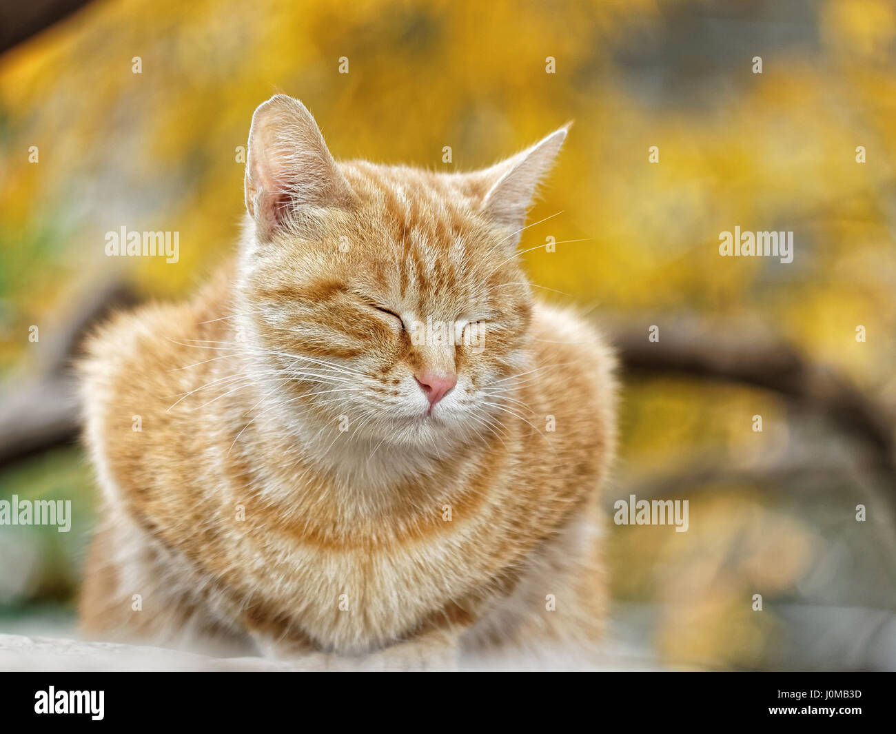 Gelbe Katze sitzen in der Laib Pose im Herbst Park, die Augen, die halb ...