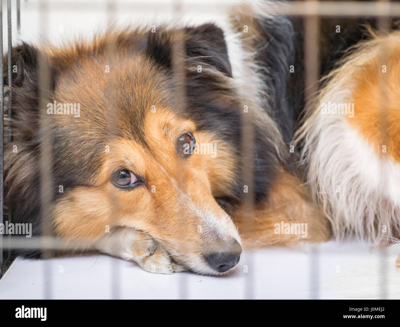 Prison dog -Fotos und -Bildmaterial in hoher Auflösung – Alamy
