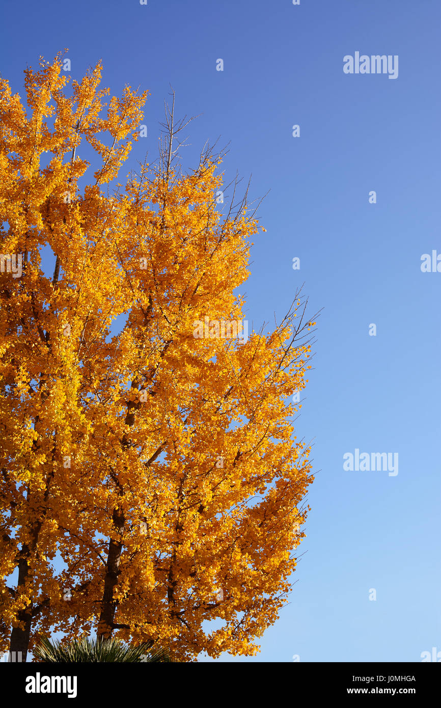 Robinie pseudoacacia baum -Fotos und -Bildmaterial in hoher Auflösung ...