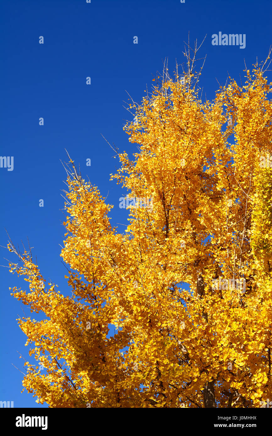 Robinie pseudoacacia baum -Fotos und -Bildmaterial in hoher Auflösung ...