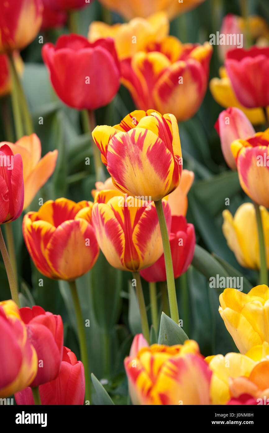Horti culture -Fotos und -Bildmaterial in hoher Auflösung – Alamy