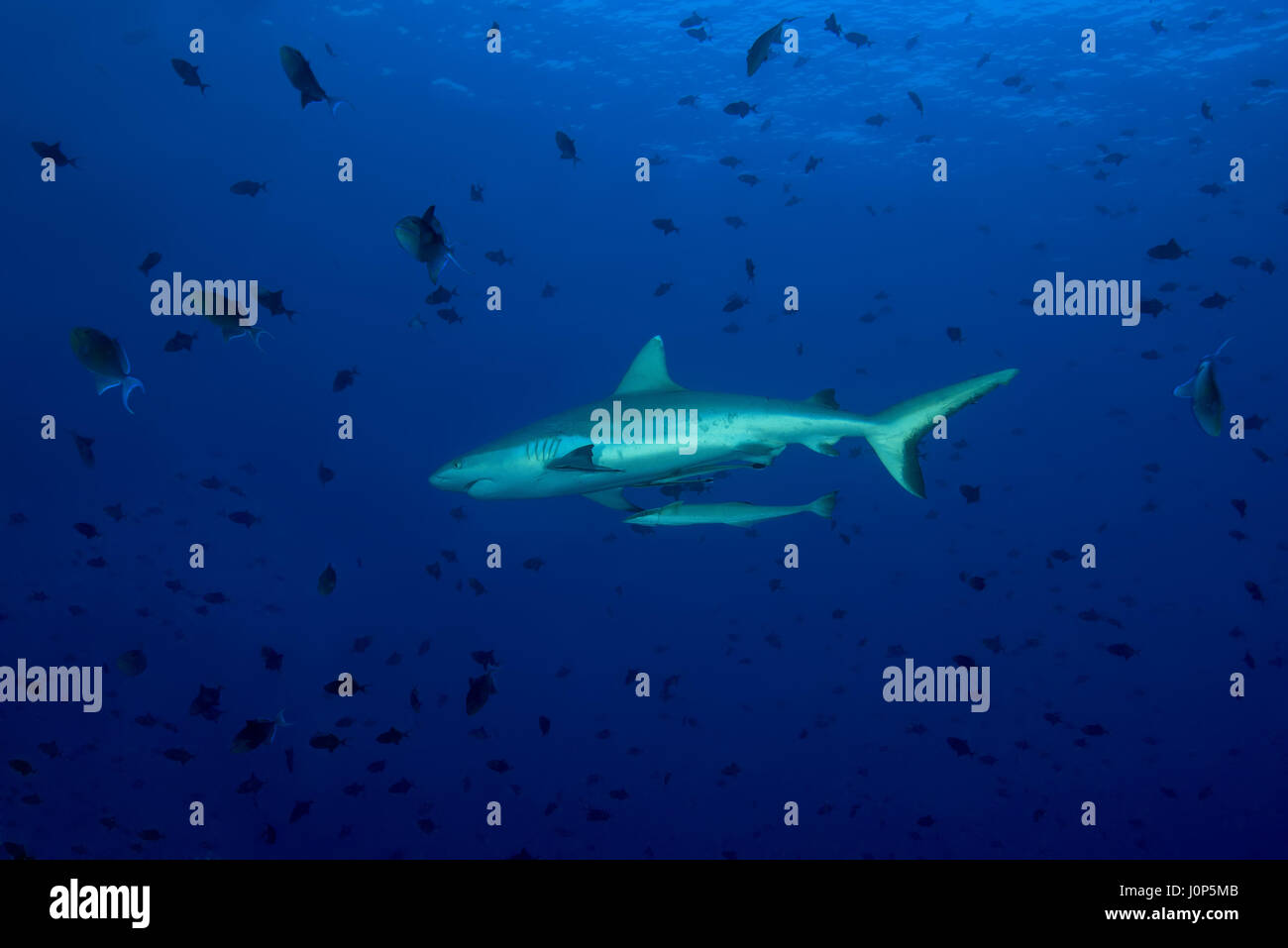 Whaler shark -Fotos und -Bildmaterial in hoher Auflösung – Alamy
