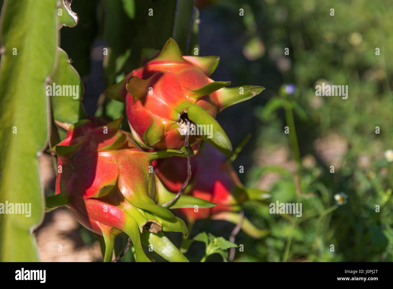 Drachenfrucht bauernhof -Fotos und -Bildmaterial in hoher Auflösung – Alamy