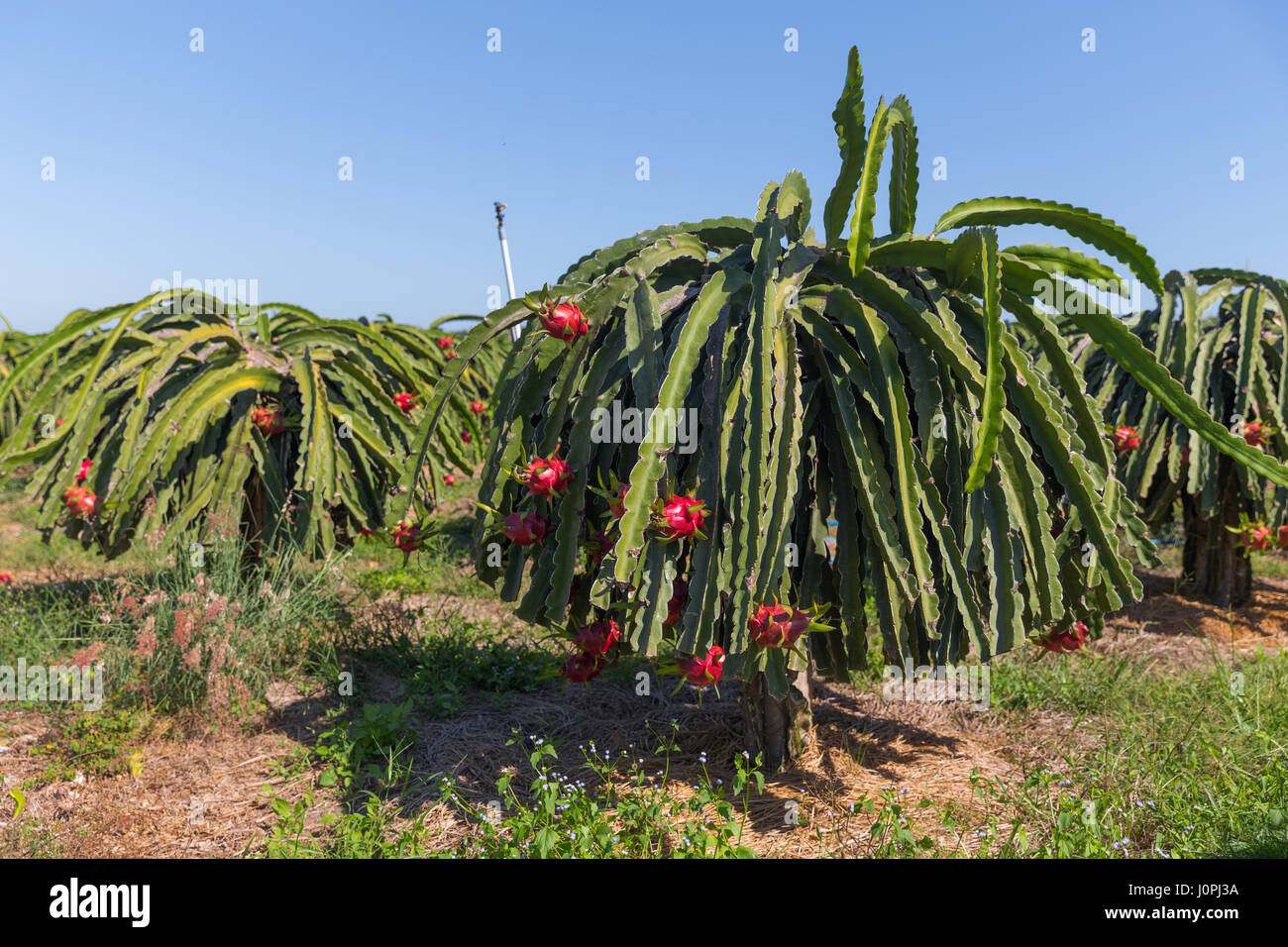Drachenfrucht bauernhof -Fotos und -Bildmaterial in hoher Auflösung – Alamy