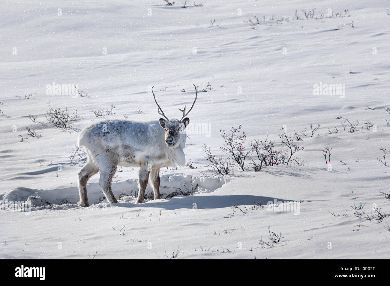 Karibu inuit -Fotos und -Bildmaterial in hoher Auflösung – Alamy