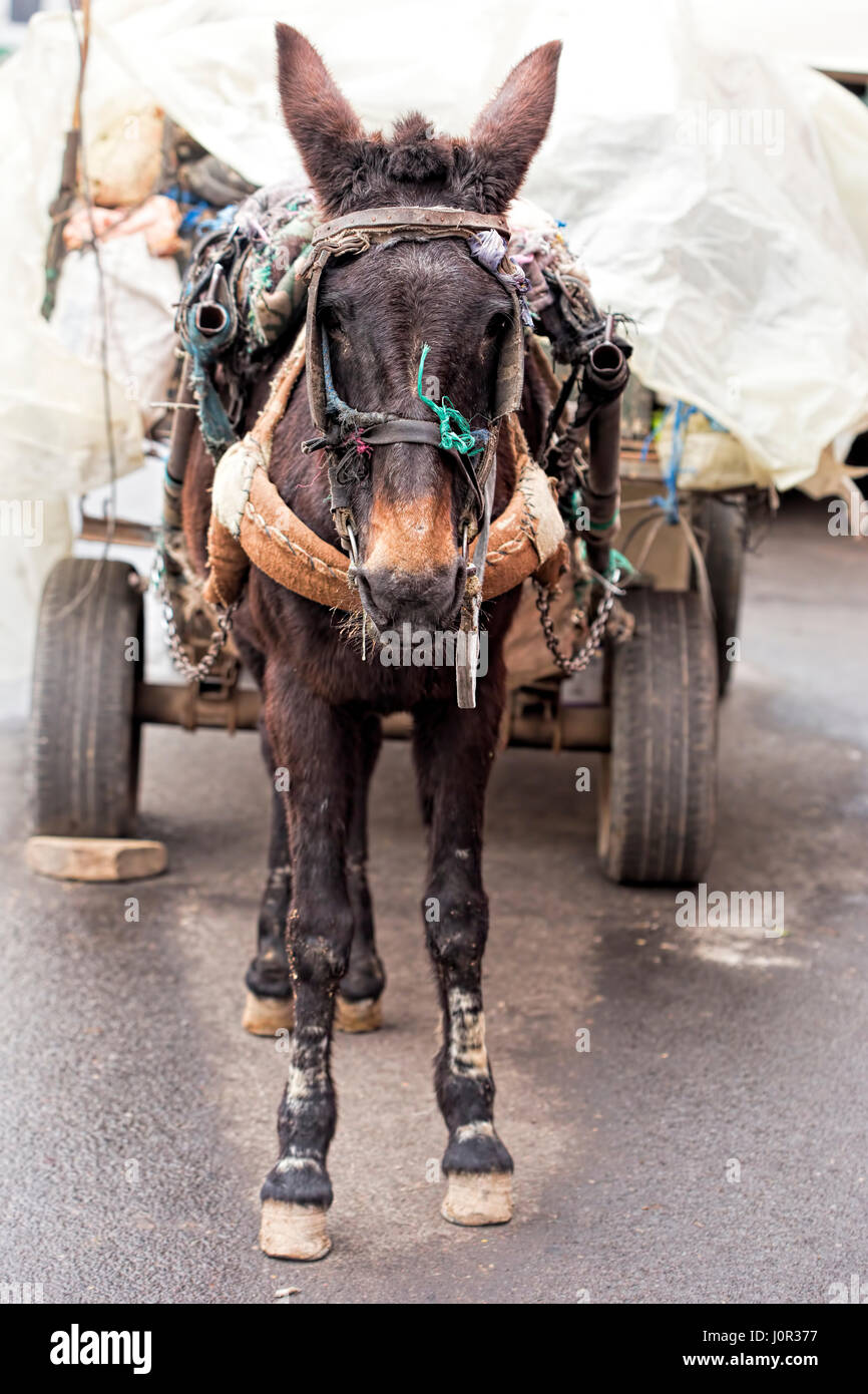 Esel Kutsche Stockfotos und -bilder Kaufen - Alamy