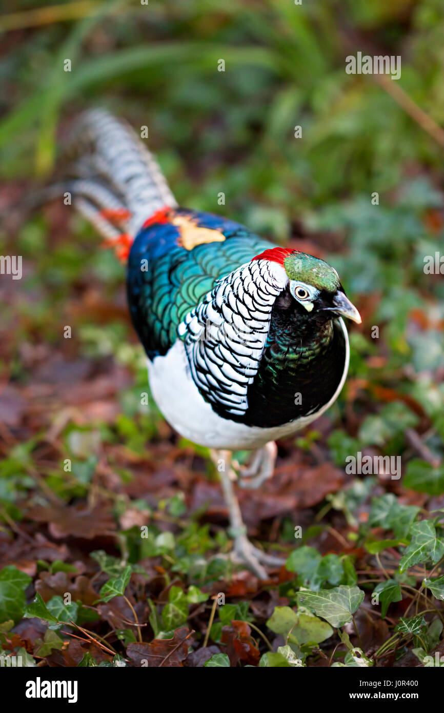Lady amherst pheasant -Fotos und -Bildmaterial in hoher Auflösung – Alamy