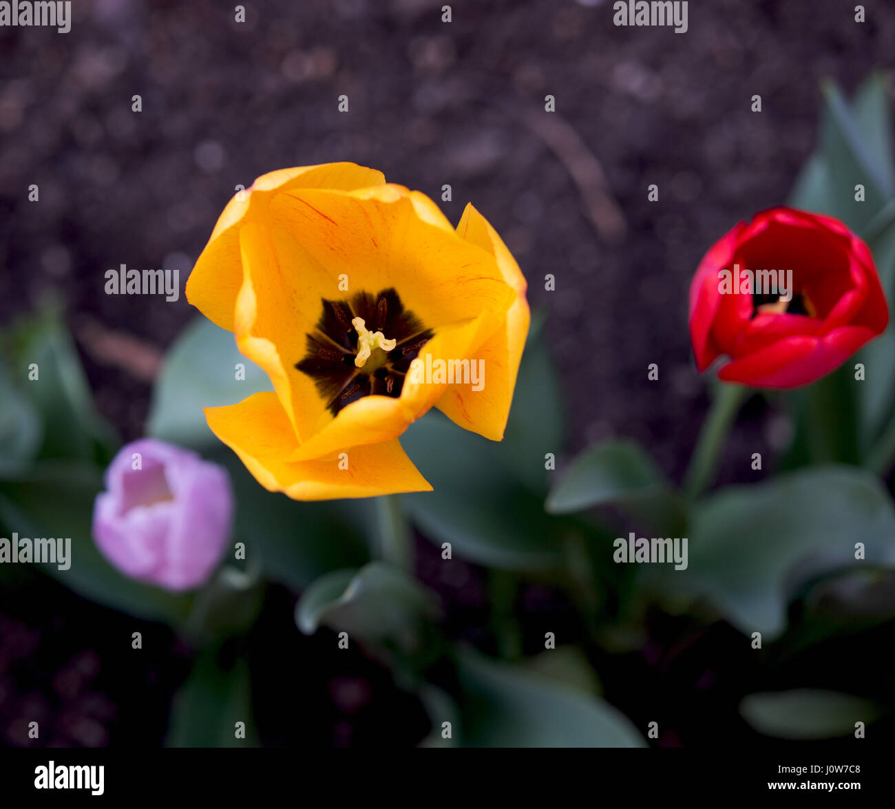 Große knospe -Fotos und -Bildmaterial in hoher Auflösung – Alamy