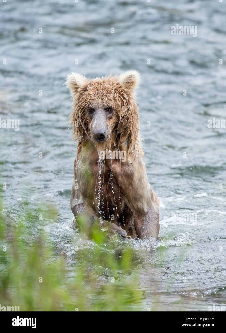Ein junger Braunbär stehend auf seinen Hinterbeinen in das Wasser im ...