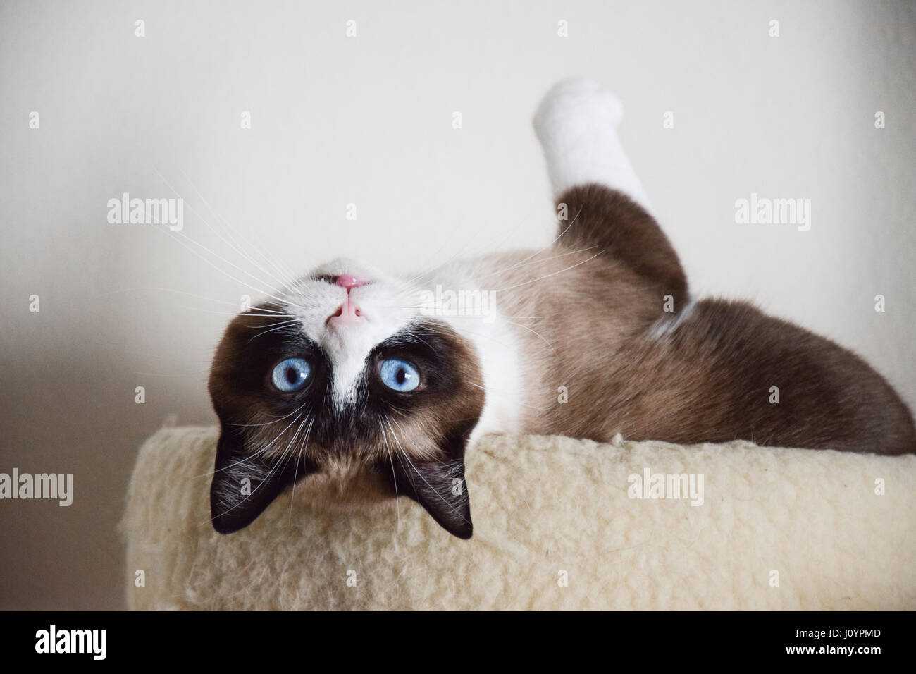 Freudige augen -Fotos und -Bildmaterial in hoher Auflösung – Alamy