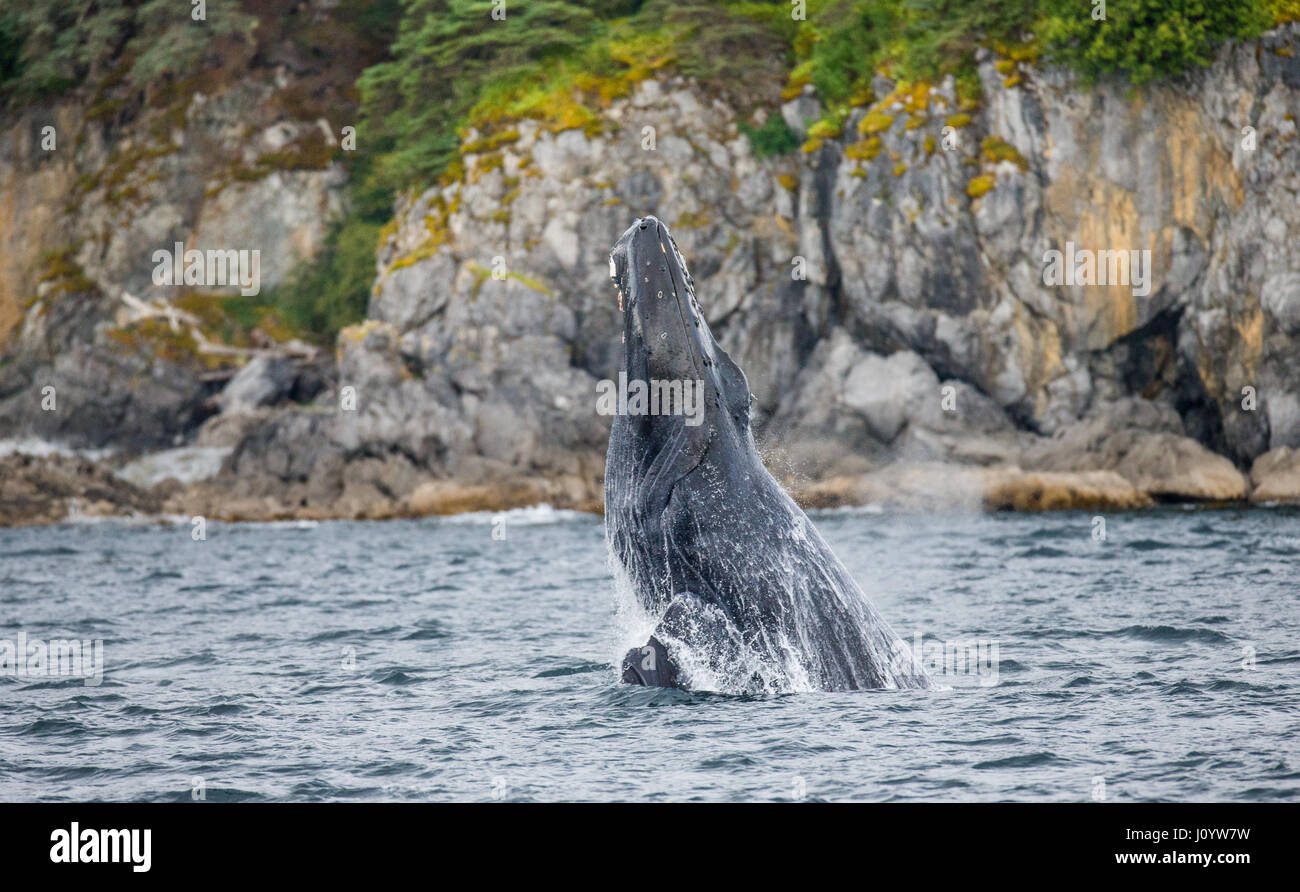 Buckelwal springt in wasser -Fotos und -Bildmaterial in hoher Auflösung ...