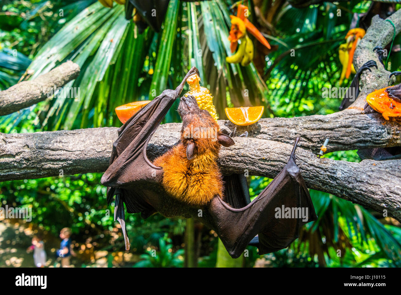 Large flying fox pteropus vampyrus -Fotos und -Bildmaterial in hoher ...