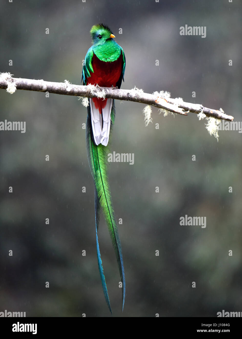 Resplendent quetzal -Fotos und -Bildmaterial in hoher Auflösung – Alamy