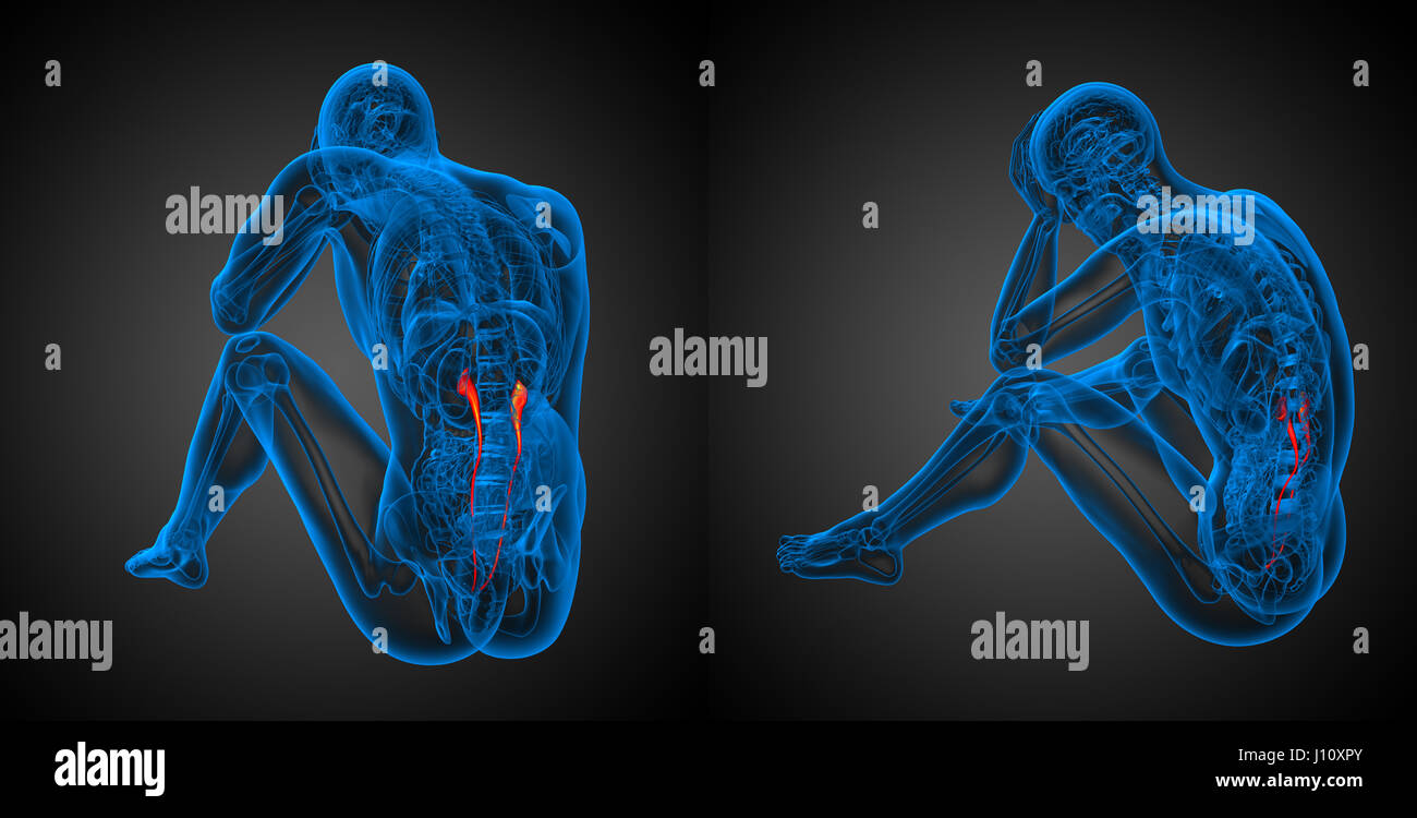 The ureter -Fotos und -Bildmaterial in hoher Auflösung – Alamy